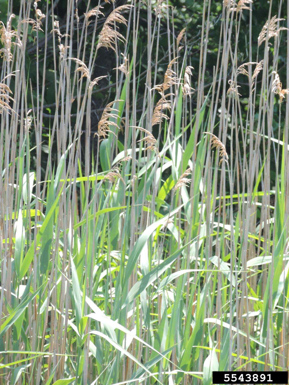 reed (Genus Phragmites)