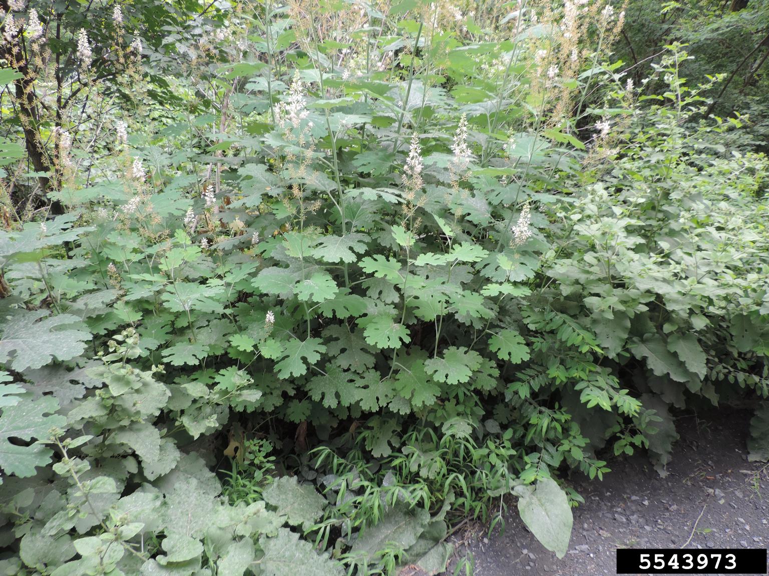 plume poppy (Macleaya cordata (Willd.) R. Br.)