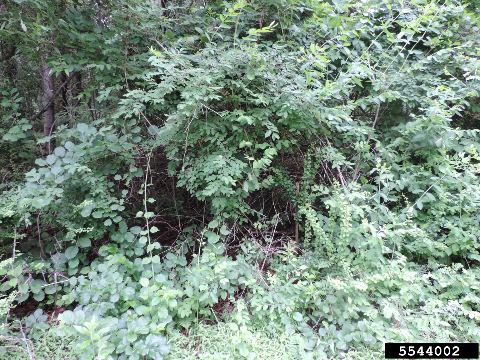 round leaf bittersweet (Celastrus orbiculatus Thunb.)