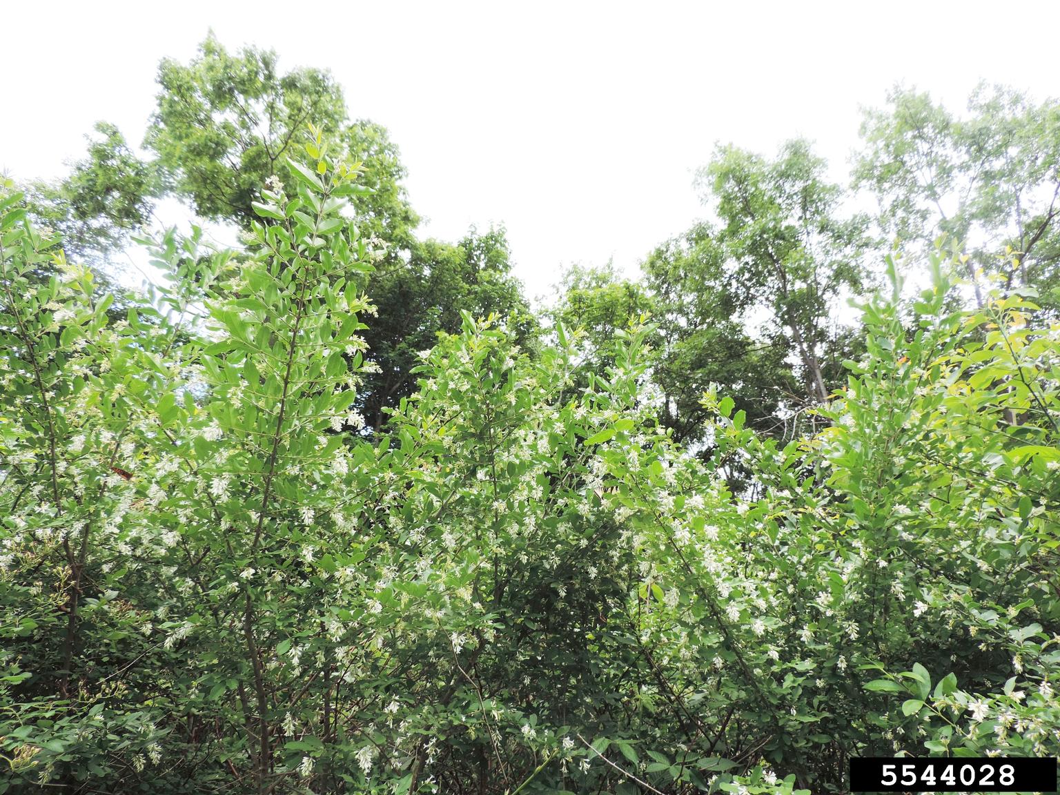 border privet (Ligustrum obtusifolium)