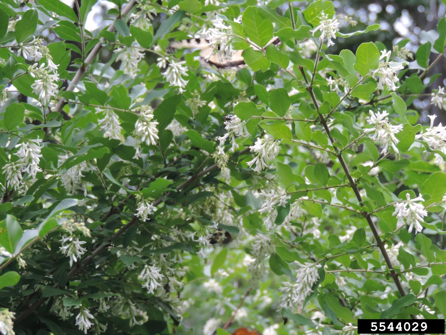 border privet, Ligustrum obtusifolium (Scrophulariales: Oleaceae) - 5544029