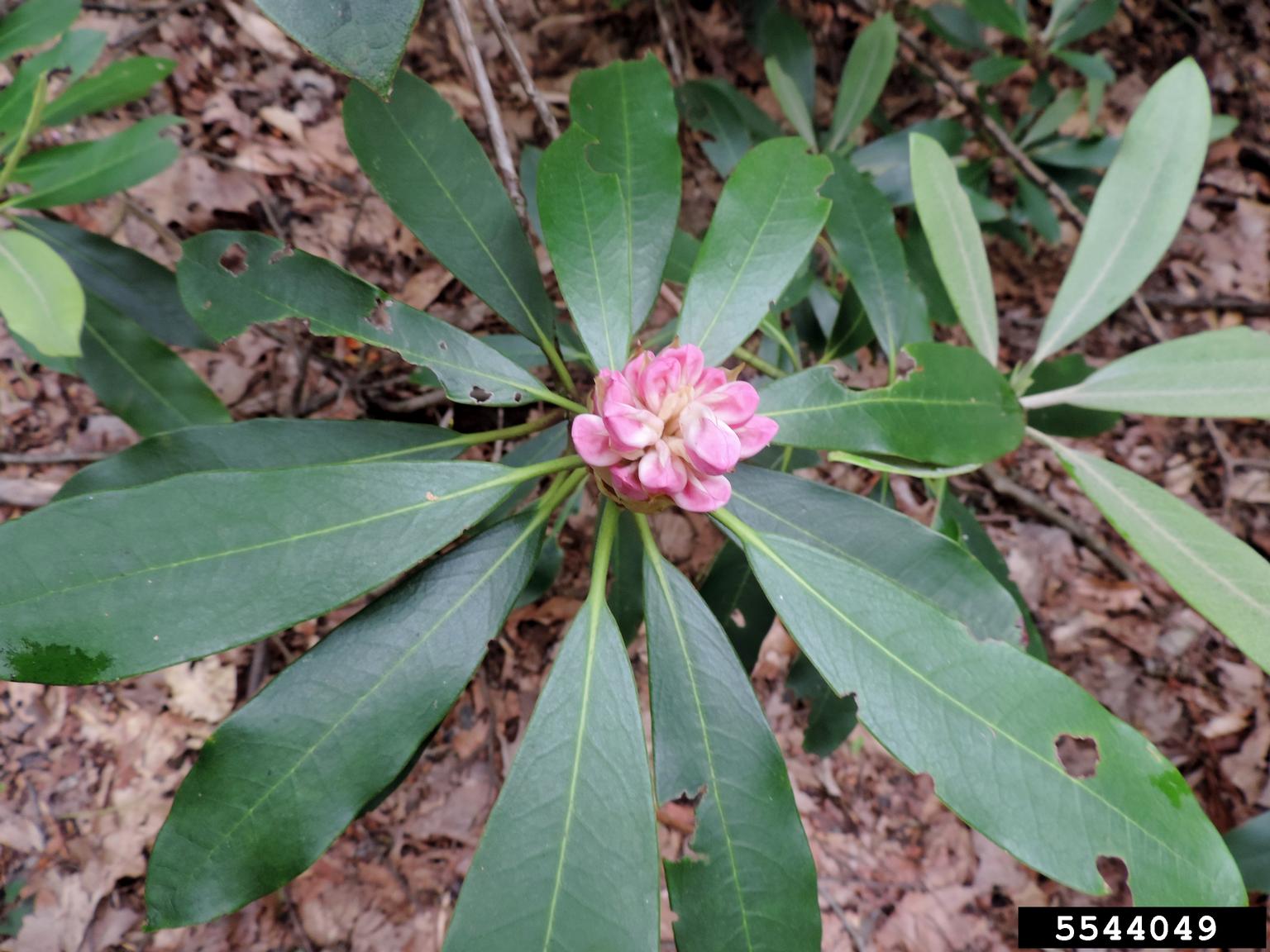 rosebay rhododendron, Rhododendron maximum (Ericales: Ericaceae) - 5544049