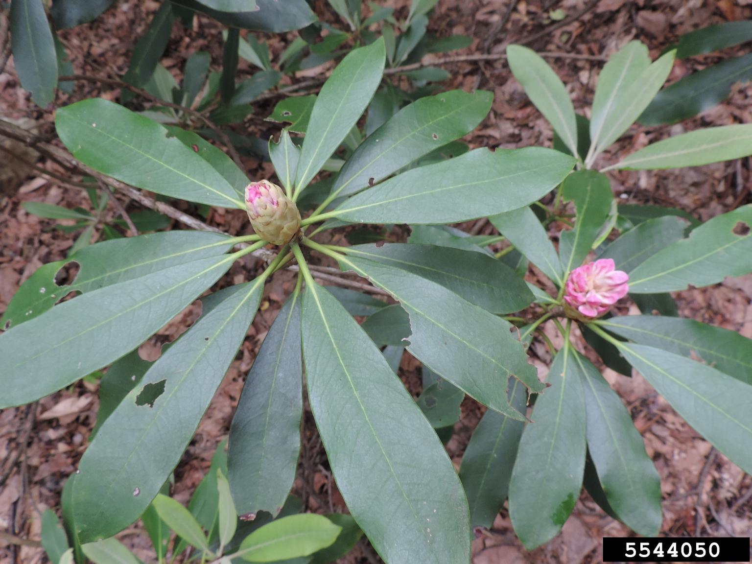 rosebay rhododendron (Rhododendron maximum)