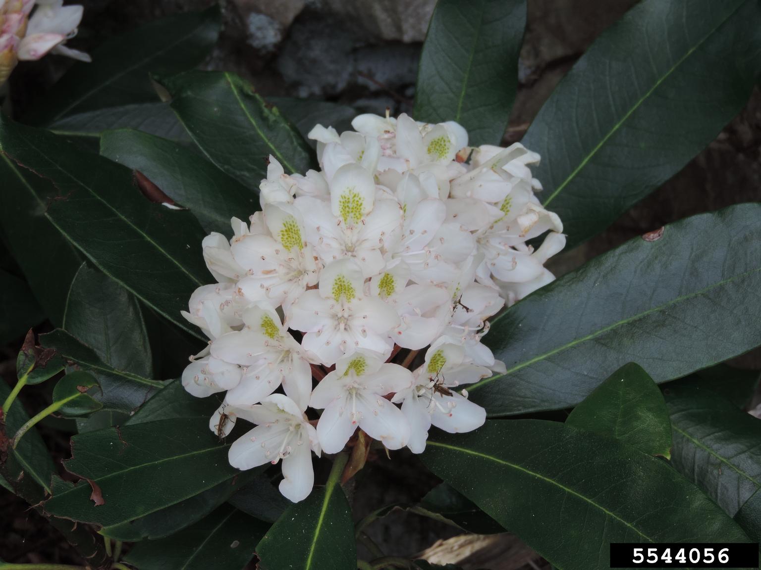 rosebay rhododendron (Rhododendron maximum)