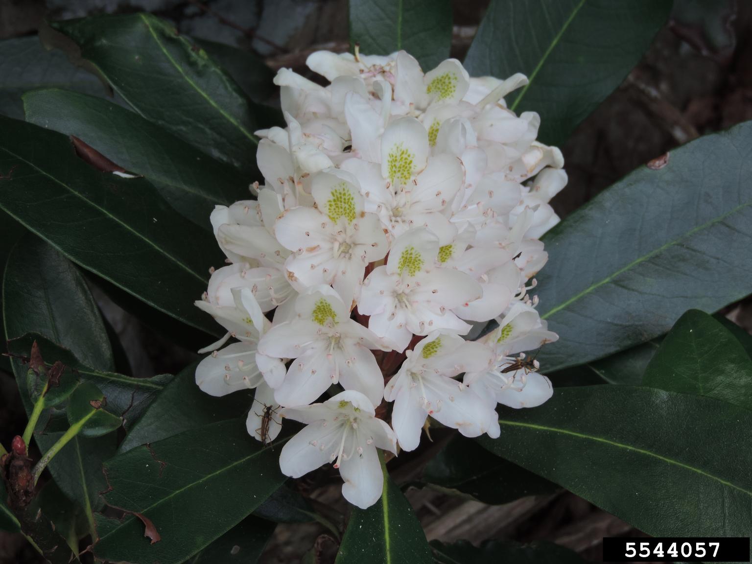 rosebay rhododendron (Rhododendron maximum L.)