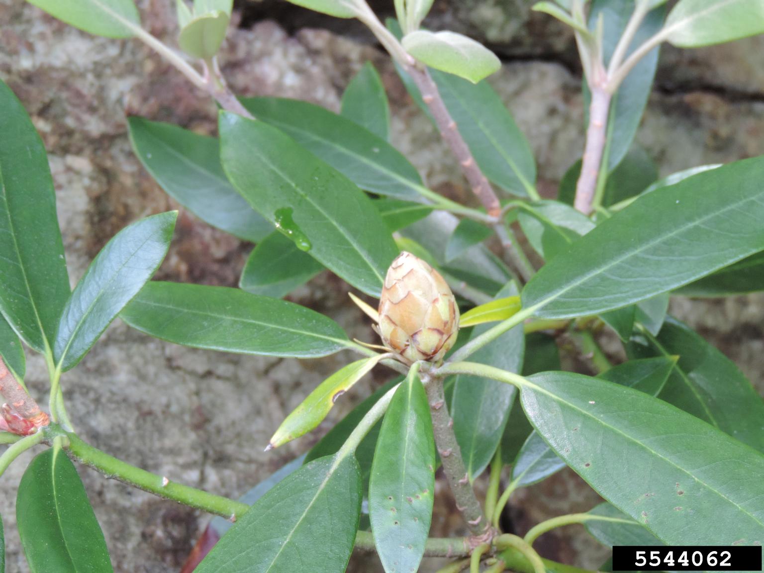 rosebay rhododendron (Rhododendron maximum)