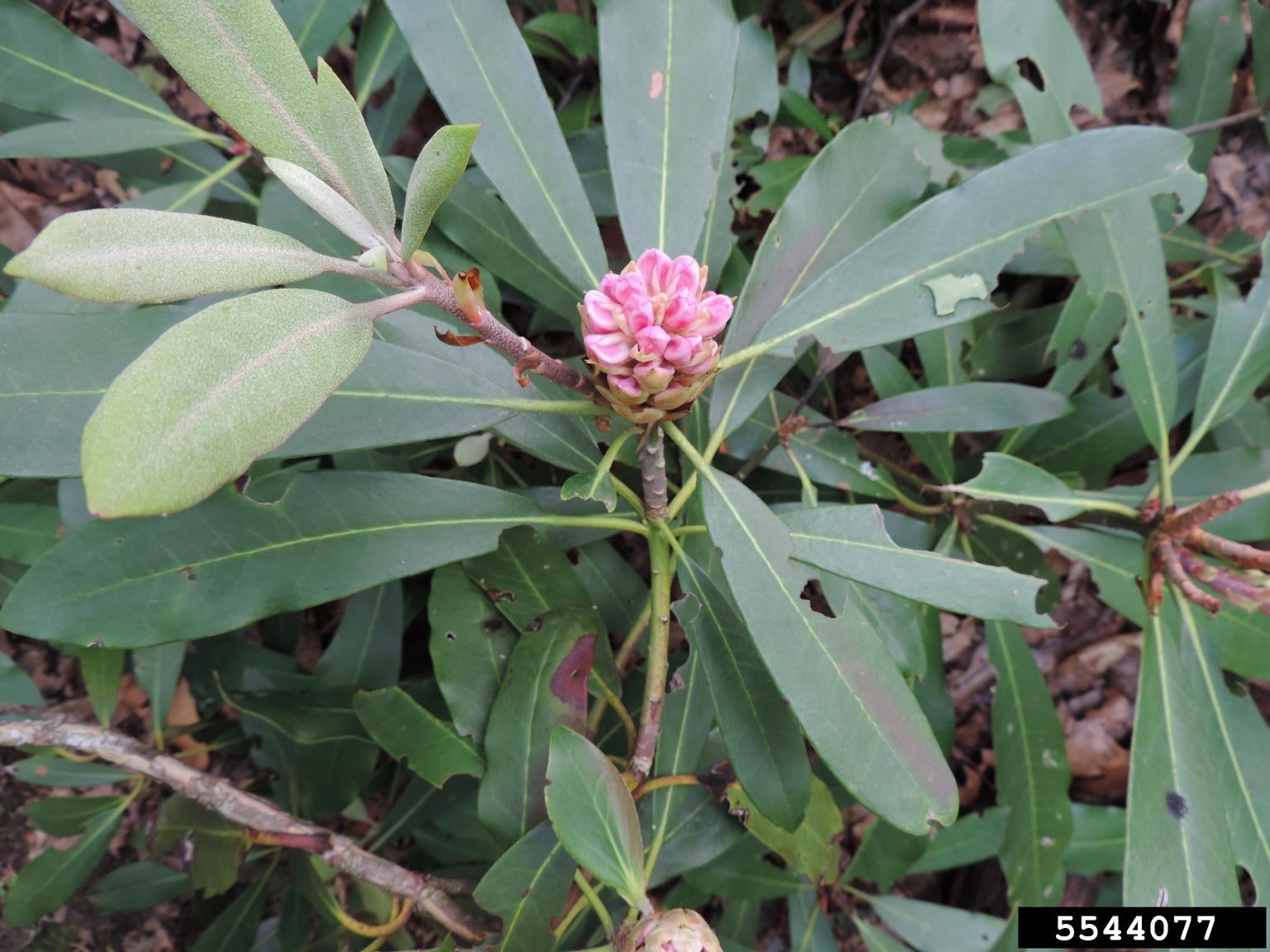 rosebay rhododendron (Rhododendron maximum)