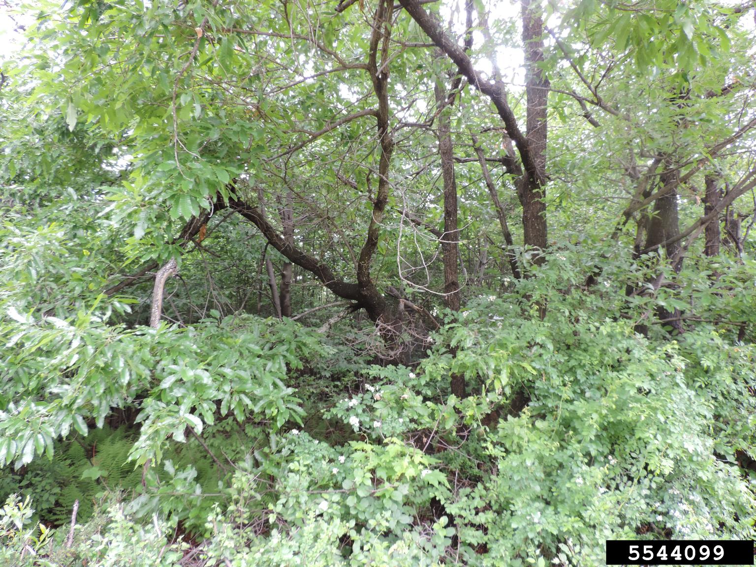 sawtooth oak (Quercus acutissima)