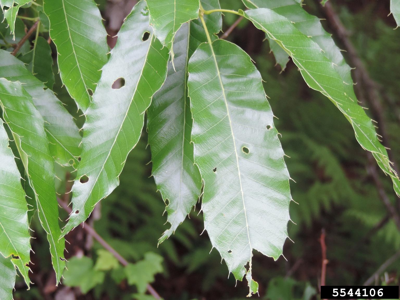 sawtooth oak (Quercus acutissima Carruthers)
