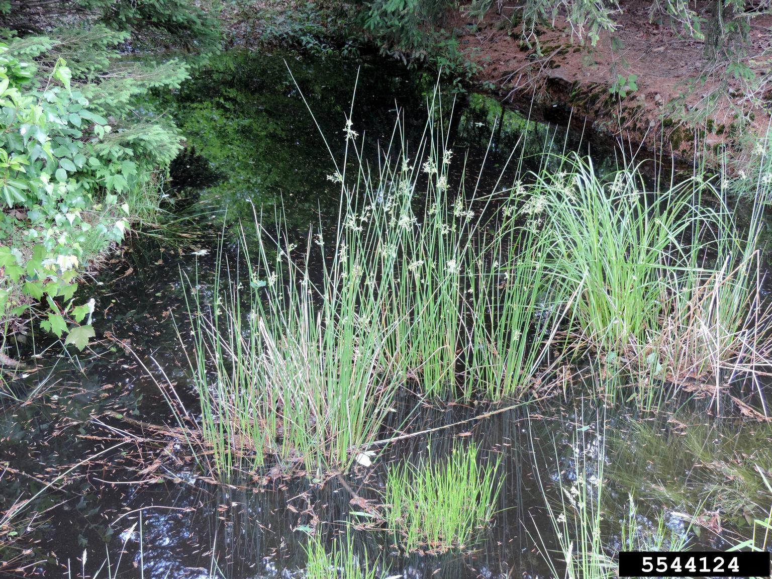 soft rush (Juncus effusus)