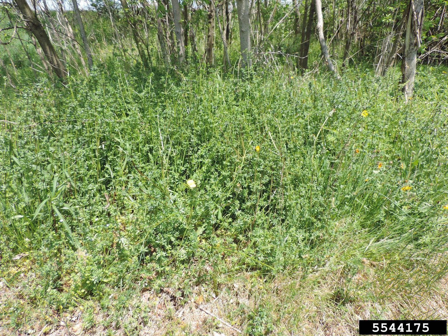 catchweed bedstraw (Galium aparine L.)