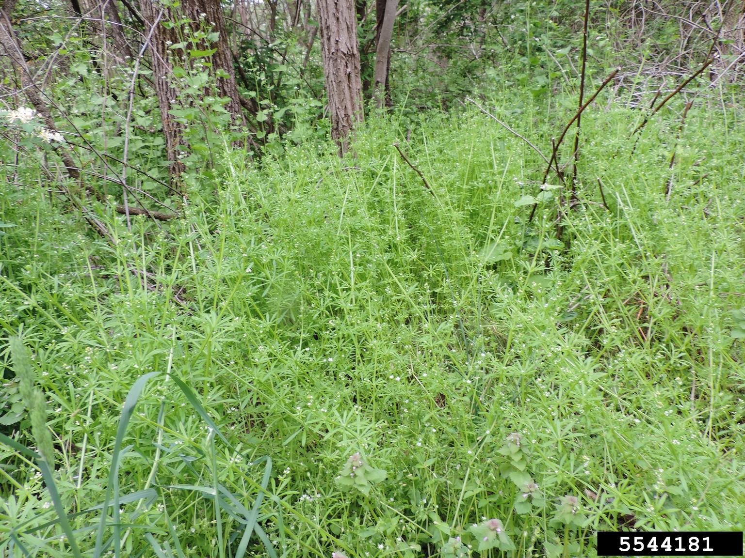 catchweed bedstraw (Galium aparine)