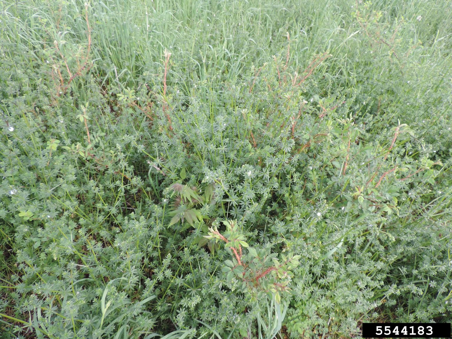 catchweed bedstraw (Galium aparine L.)