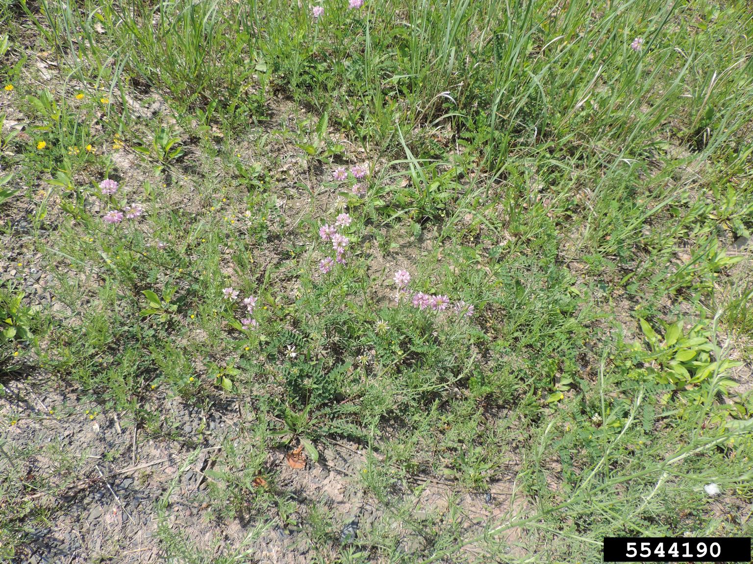 purple crown-vetch (Securigera varia)