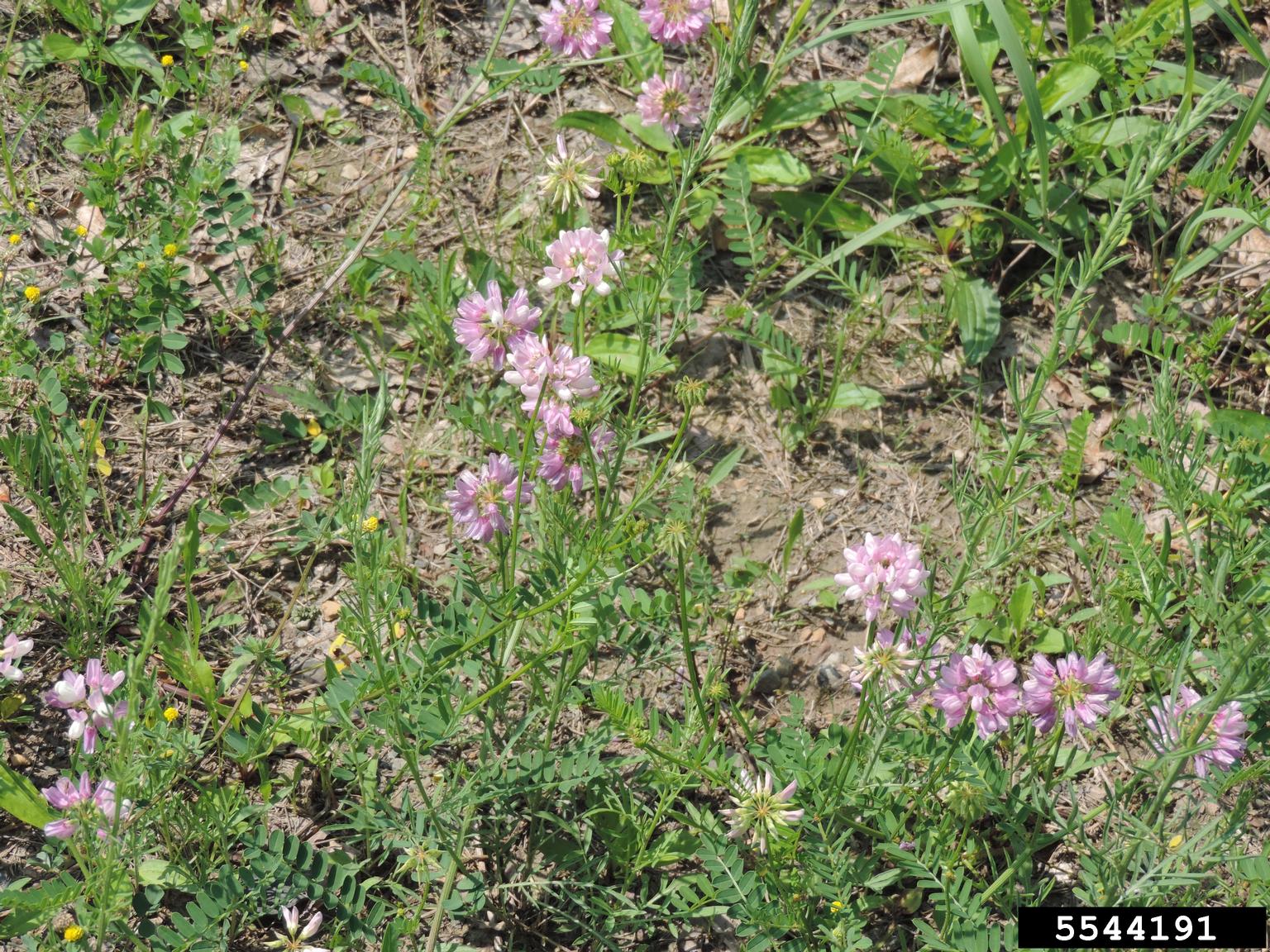 purple crown-vetch (Securigera varia)