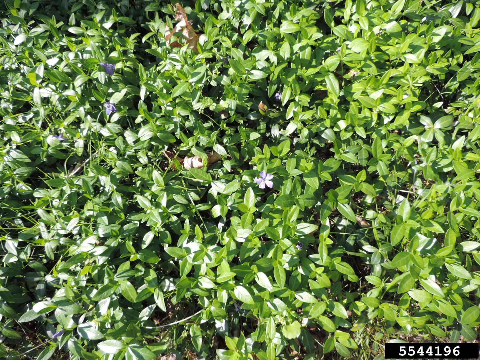 common periwinkle (Vinca minor)