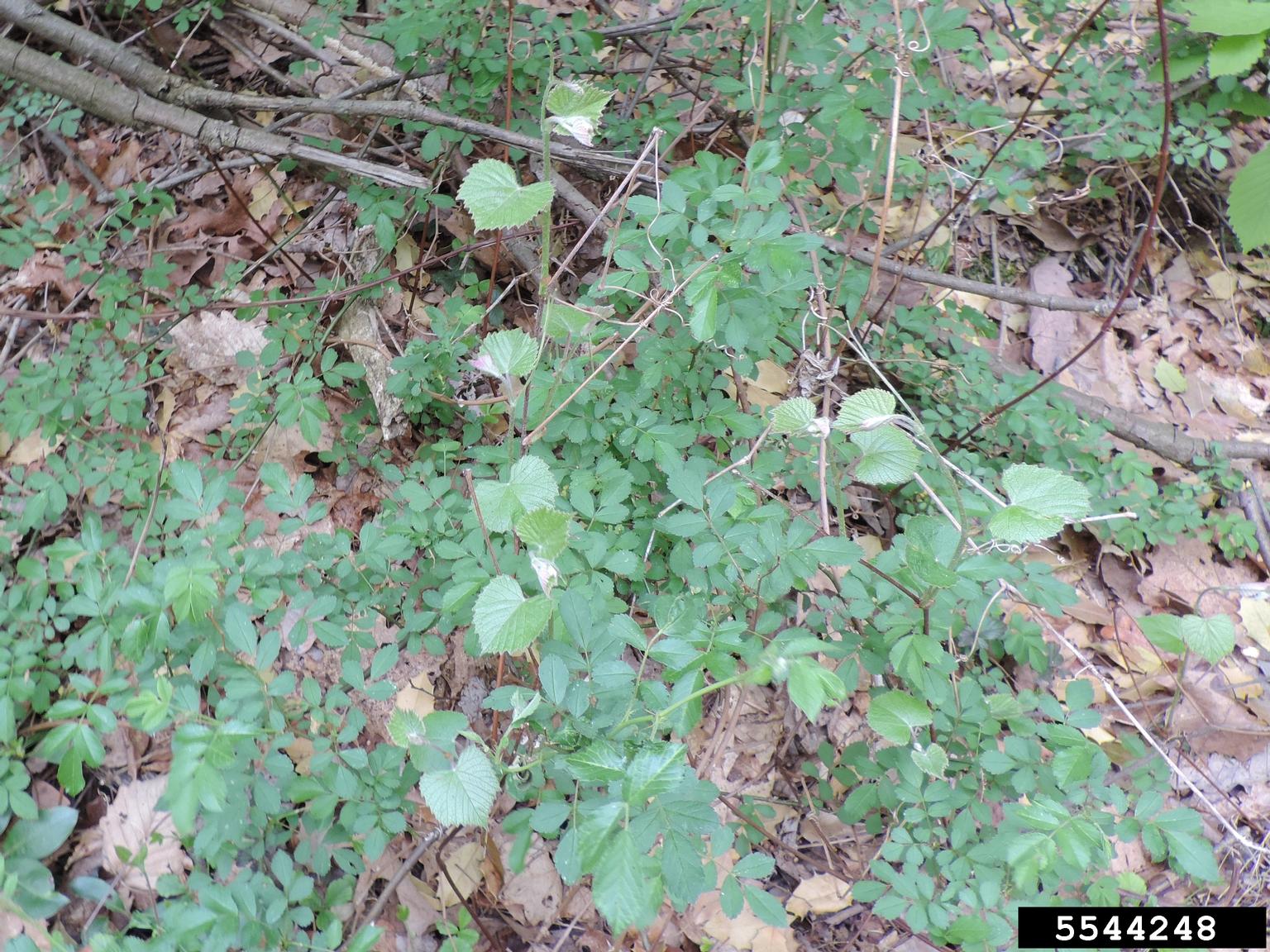 fox grape (Vitis labrusca)