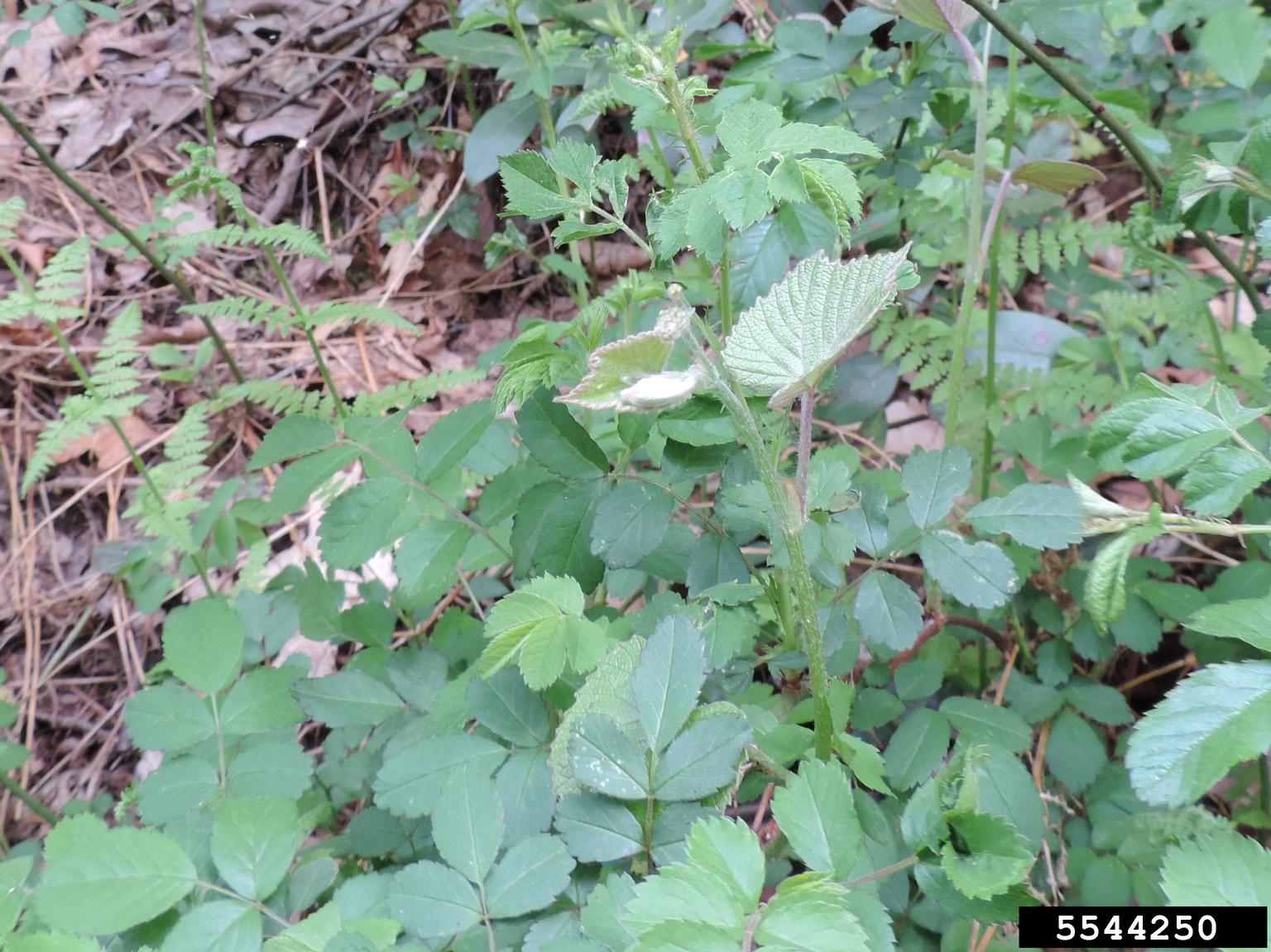 fox grape (Vitis labrusca L.)