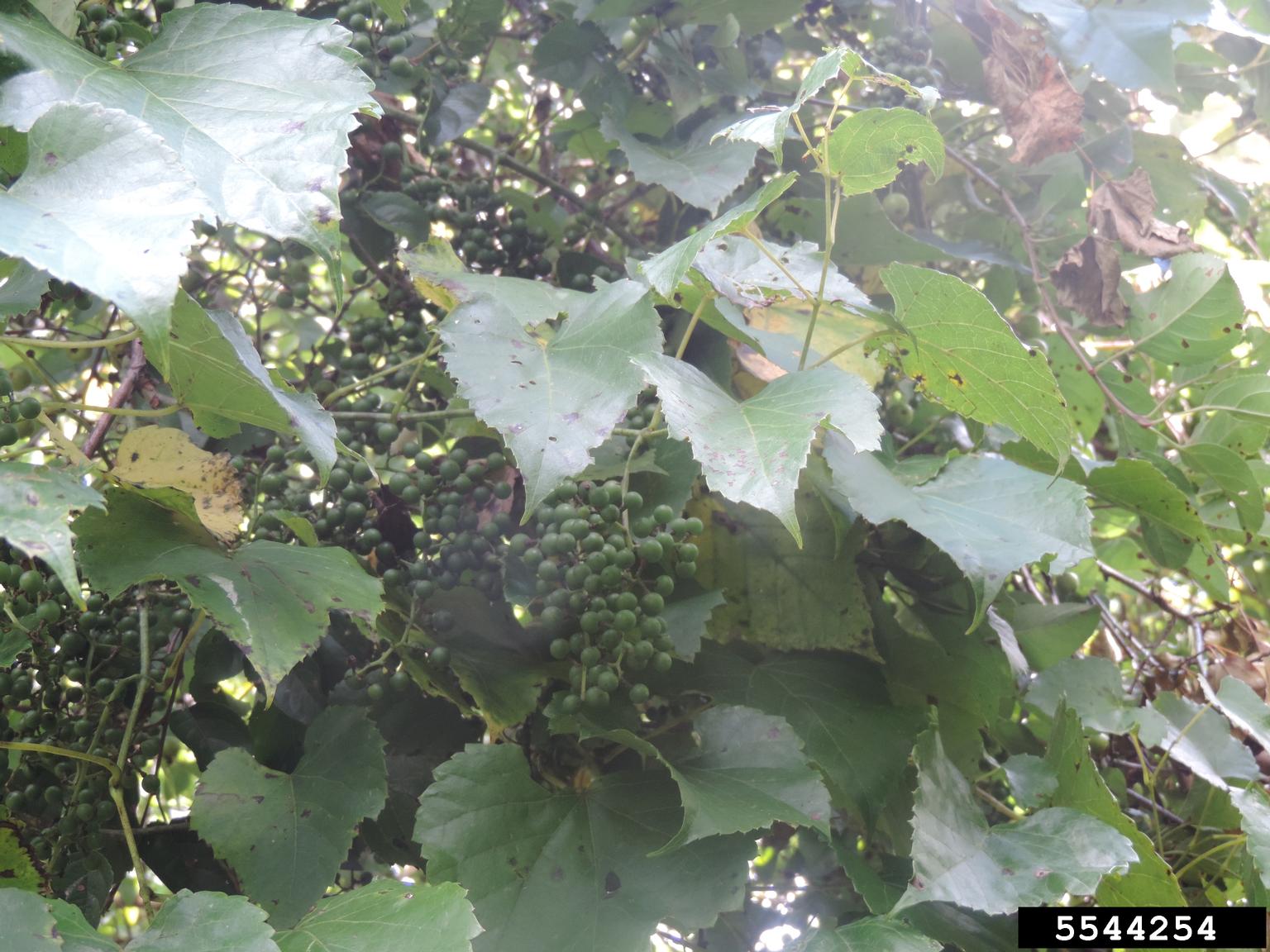 fox grape, Vitis labrusca (Rhamnales: Vitaceae) - 5544254