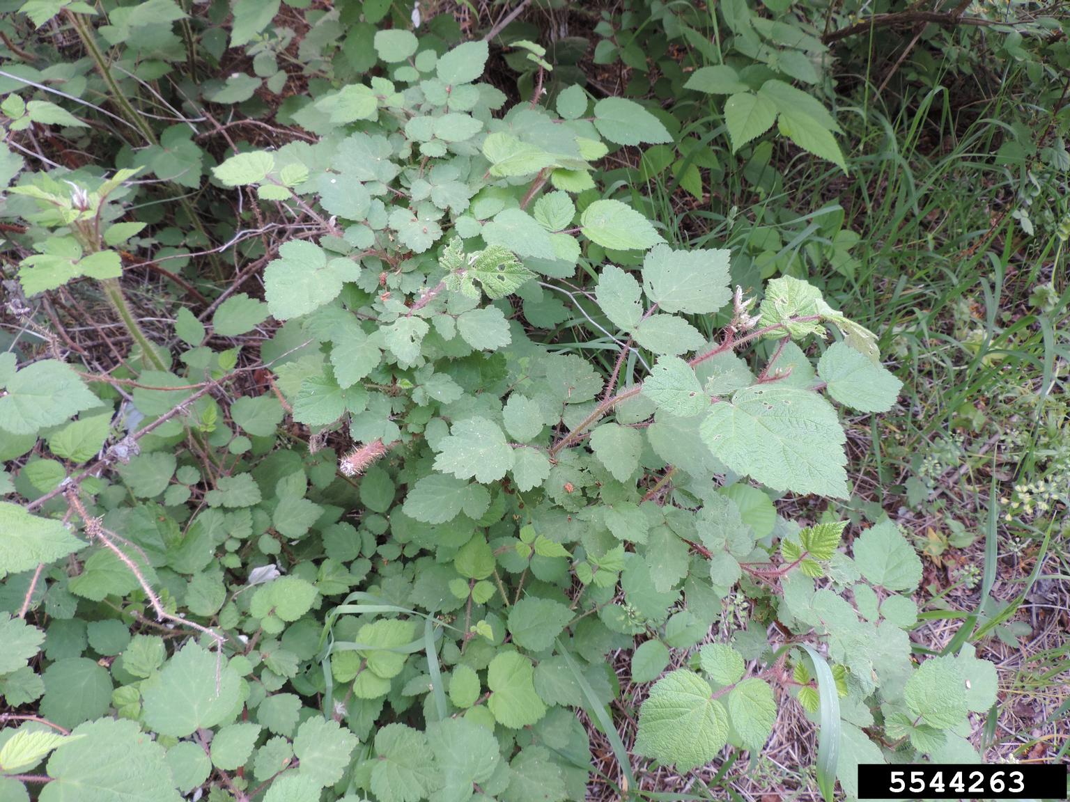 wine raspberry (Rubus phoenicolasius)