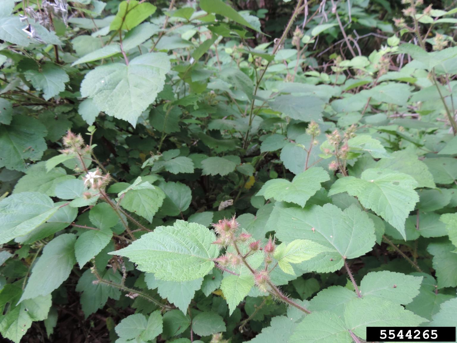 wine raspberry (Rubus phoenicolasius Maxim.)