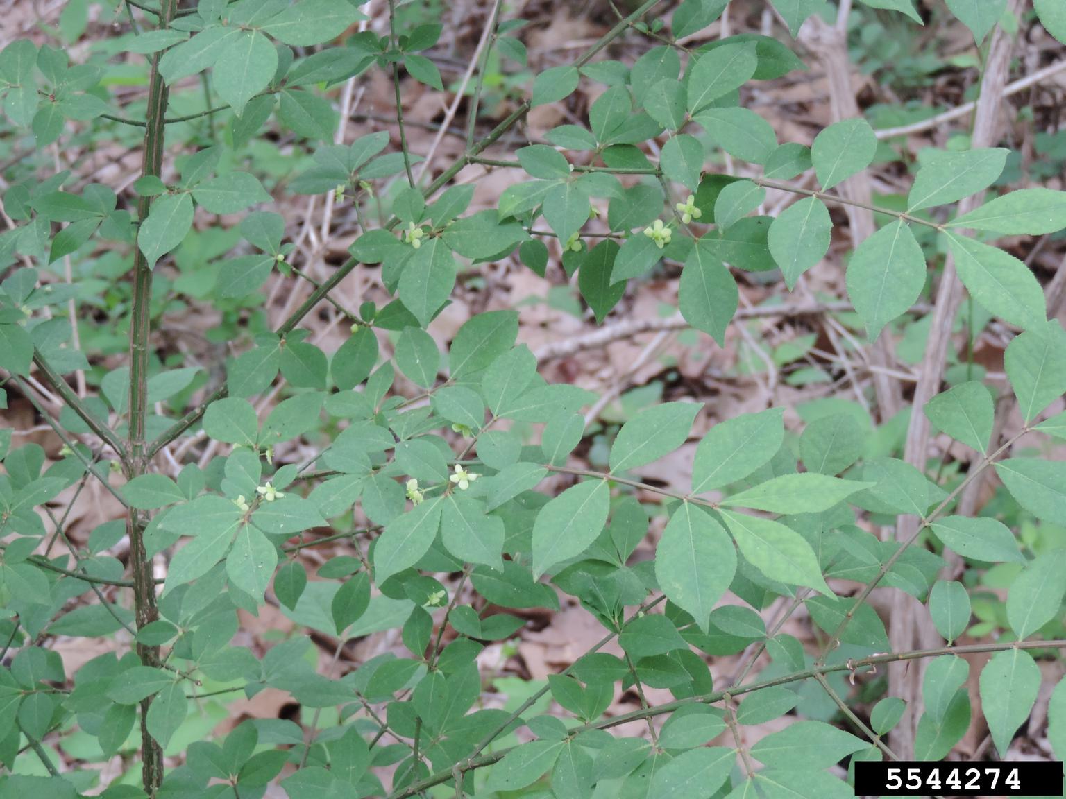 winged burning bush (Euonymus alatus (Thunb.) Sieb.)