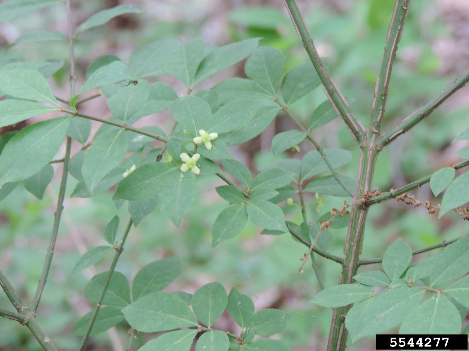 winged burning bush (Euonymus alatus (Thunb.) Sieb.)