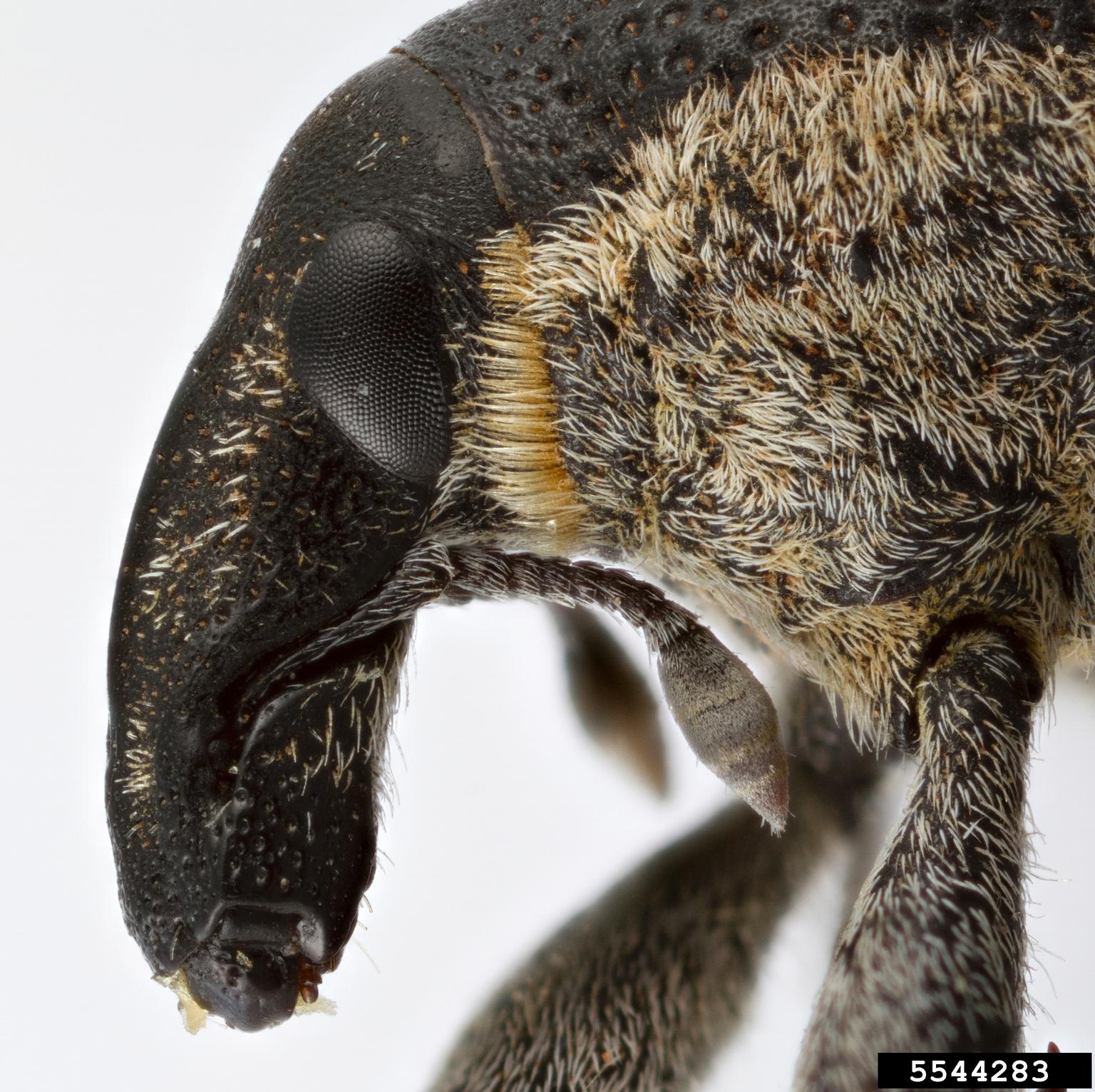 Cylindrical weevil, Scaphomorphus trivittatus (Coleoptera ...