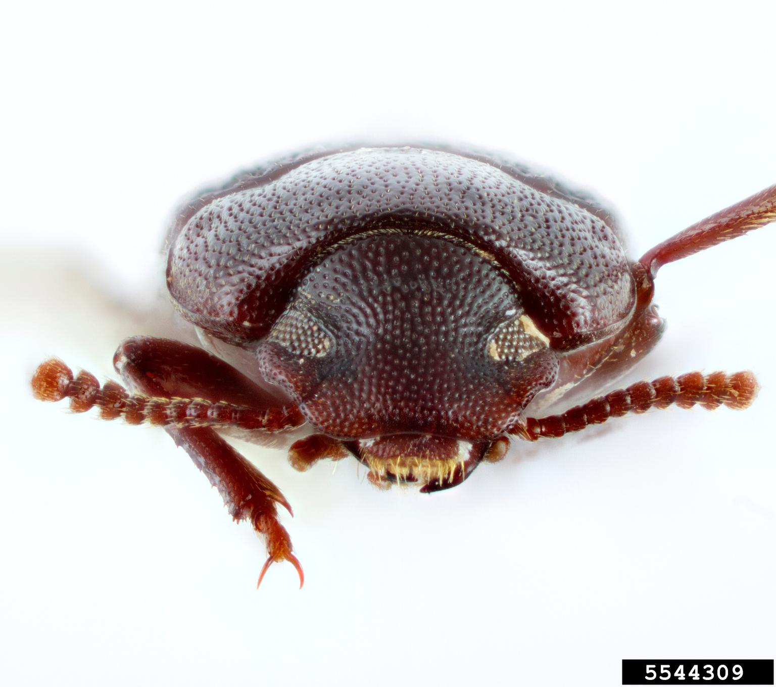 false black flour beetle (Tribolium destructor Uyttenboogaart, 1934)