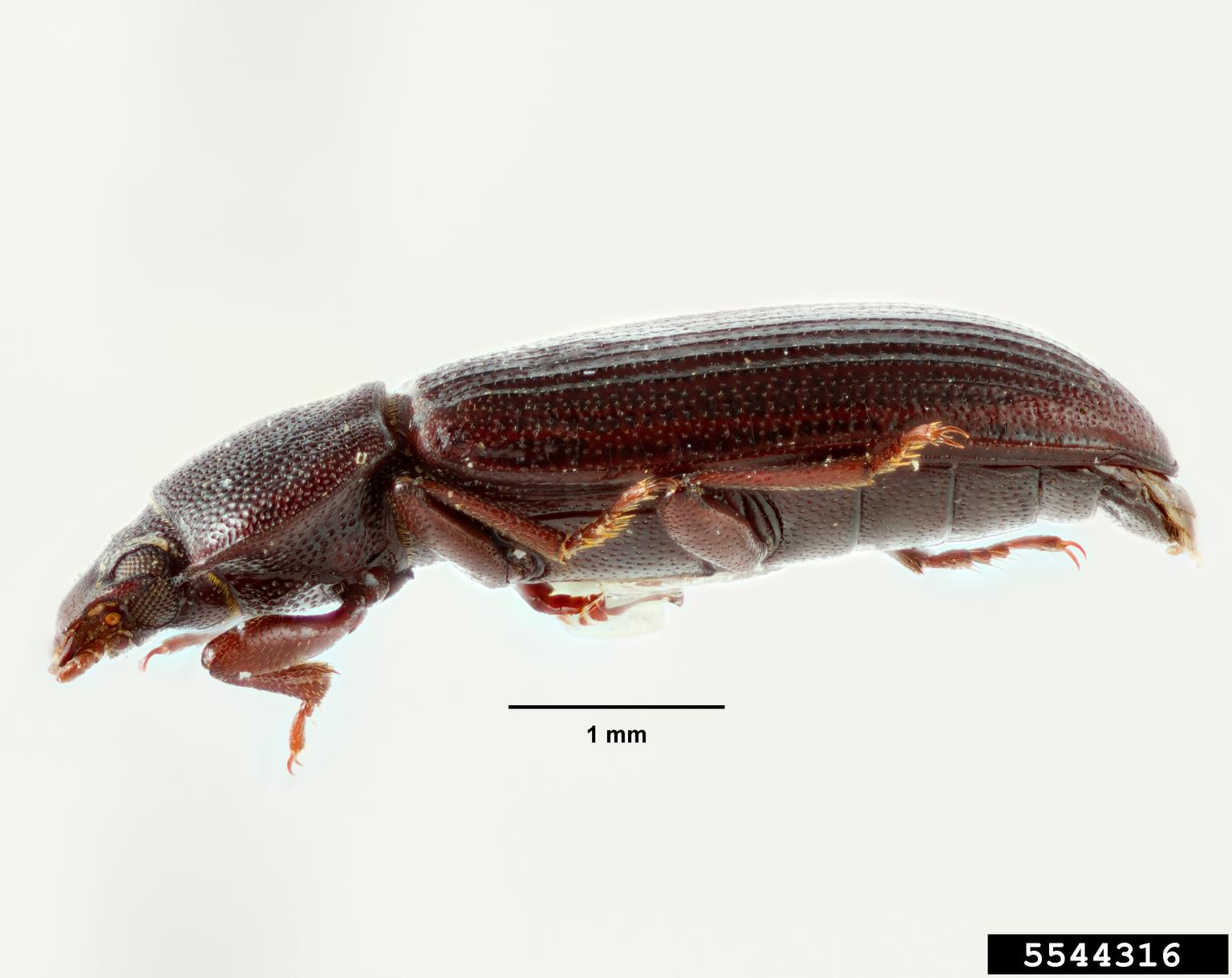 false black flour beetle (Tribolium destructor Uyttenboogaart, 1934)