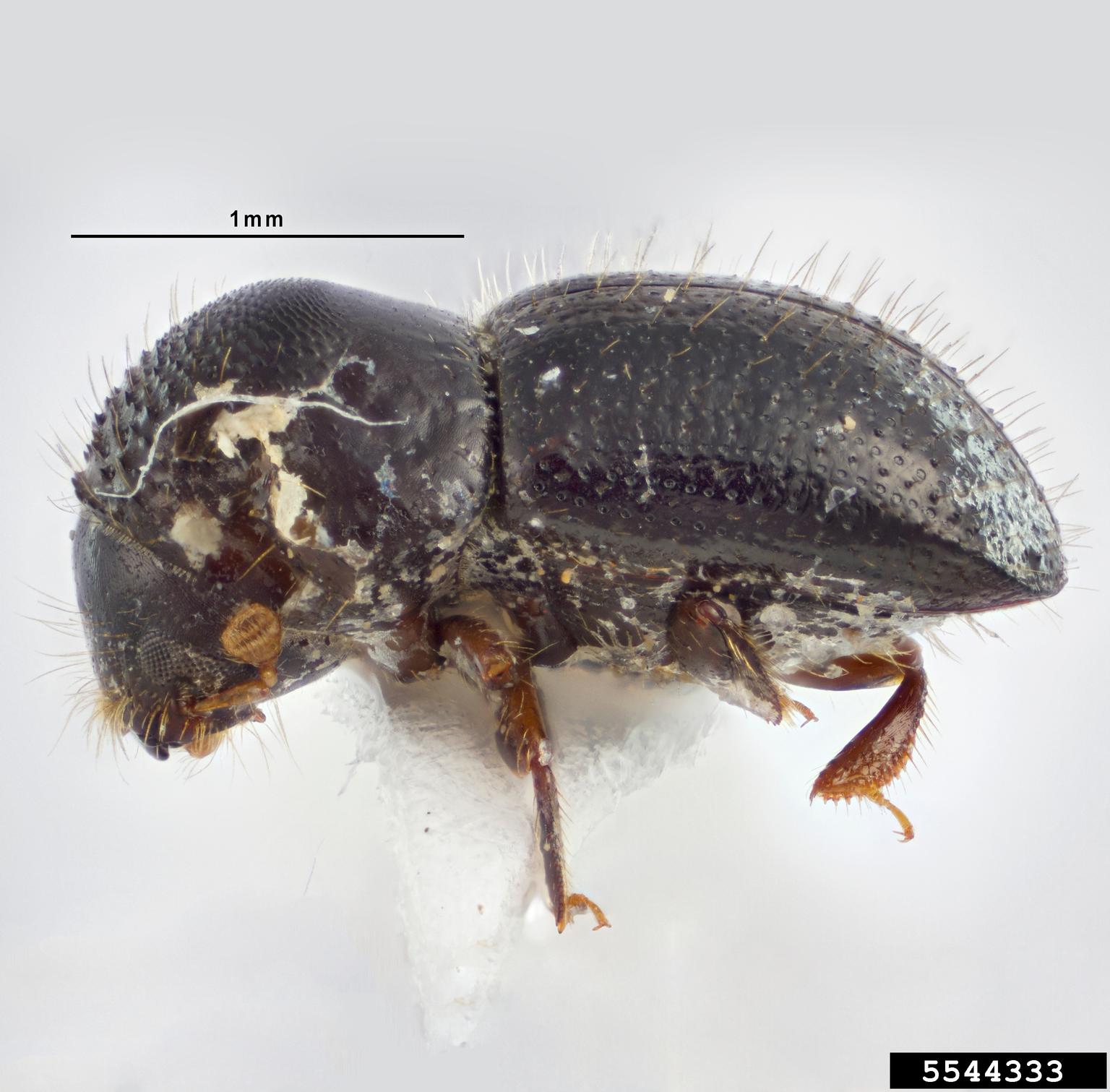 polyphagous shot hole borer (Euwallacea fornicatus (Eichhoff, 1868))