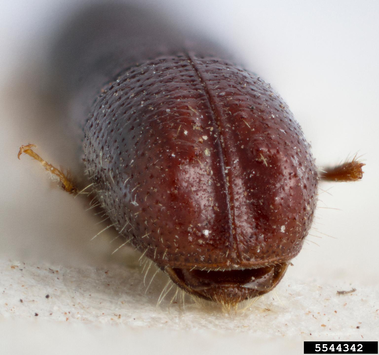 bark beetle (Pityogenes trepanatus)