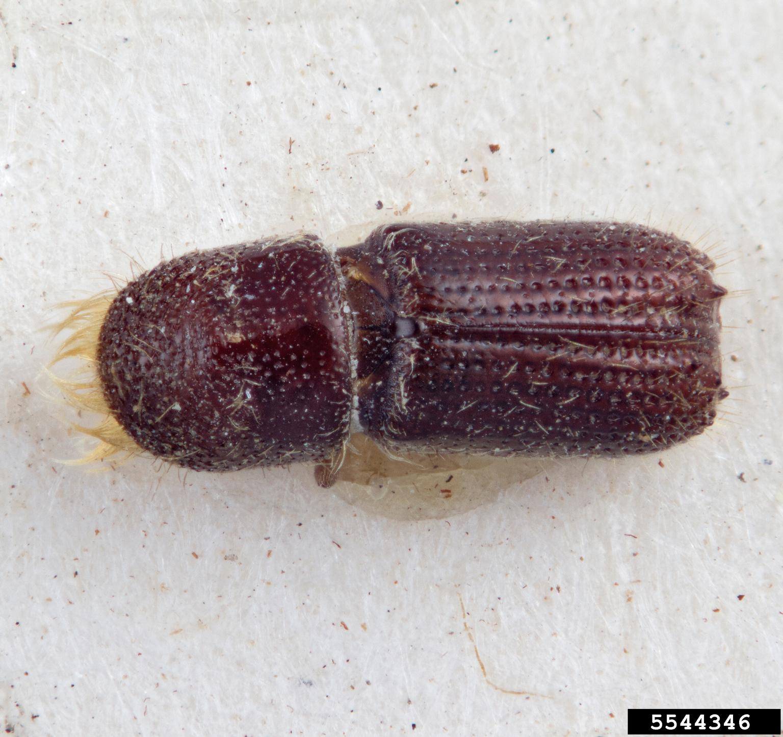 European fir engraver beetle (Pityokteines vorontzovi)