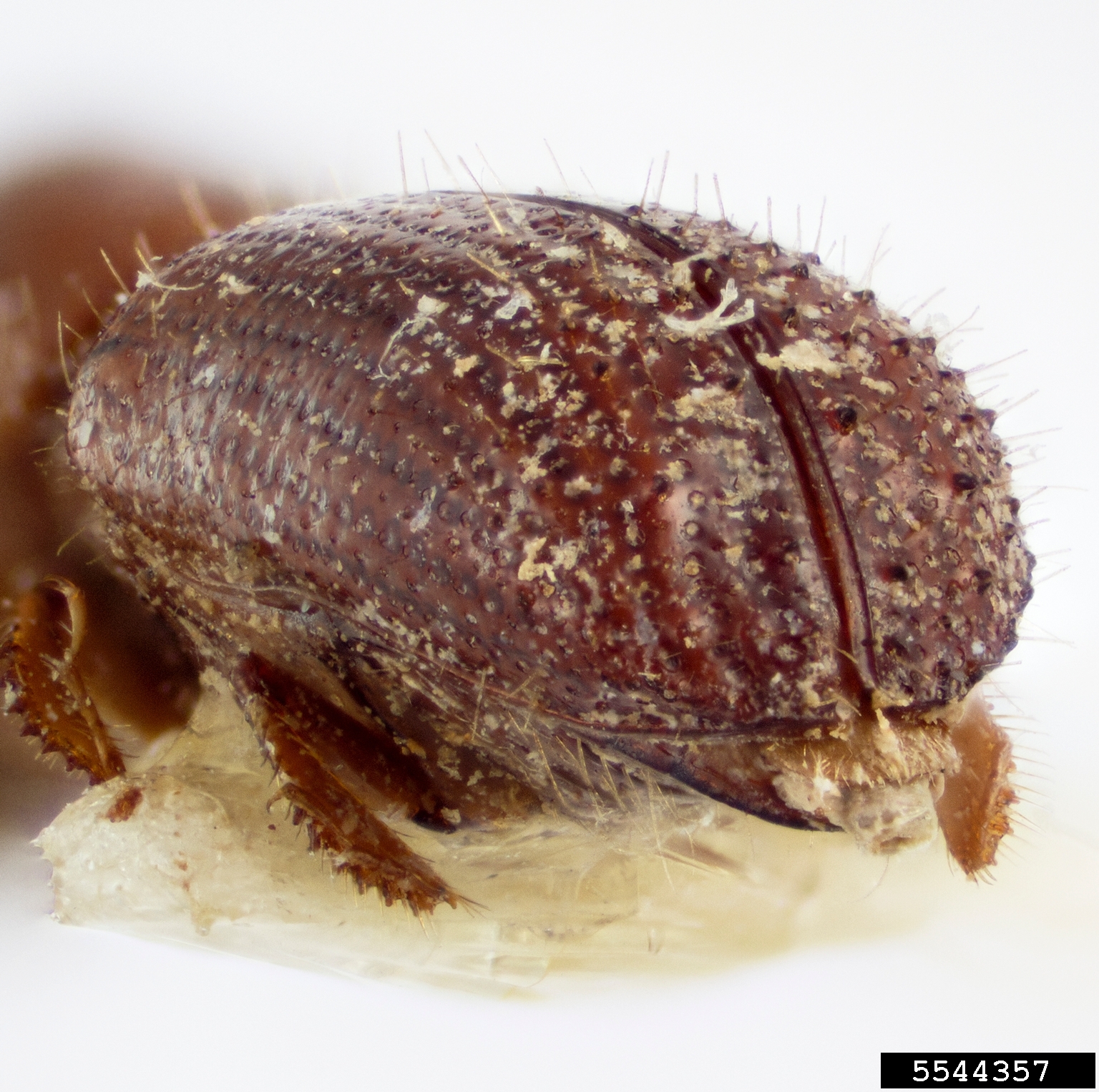 ambrosia beetle (Xyleborus volvulus)