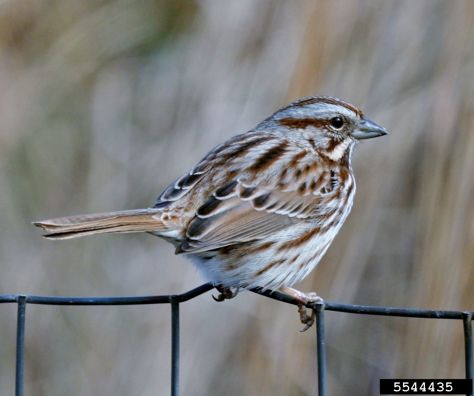 savannah sparrow, Passerculus sandwichensis (Passeriformes: Emberizidae ...