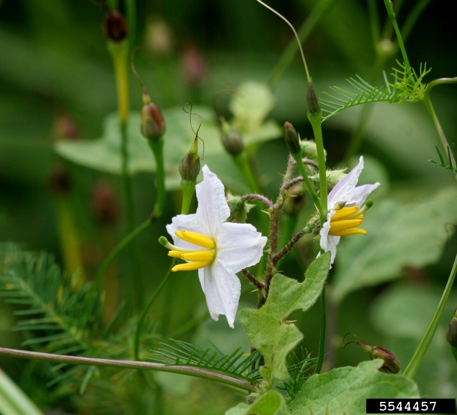 horsenettle (Solanum carolinense)