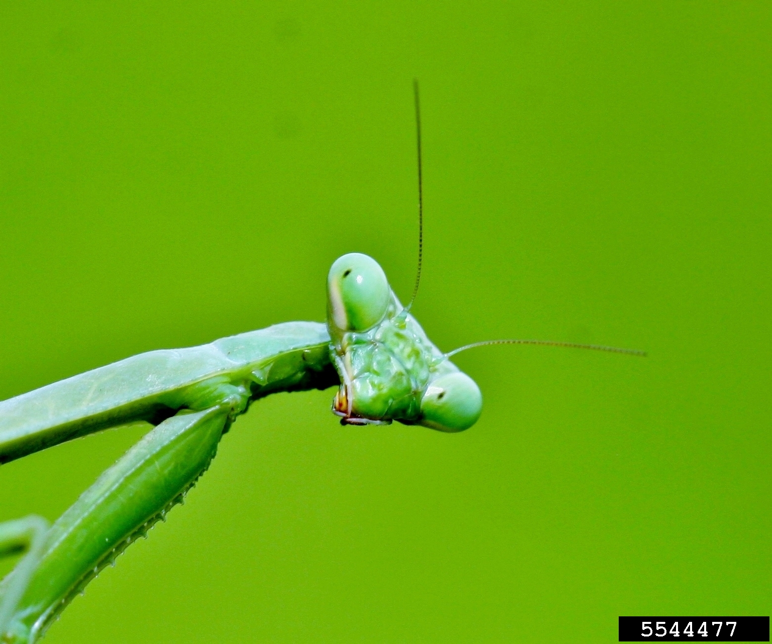 Chinese mantid (Tenodera sinensis)