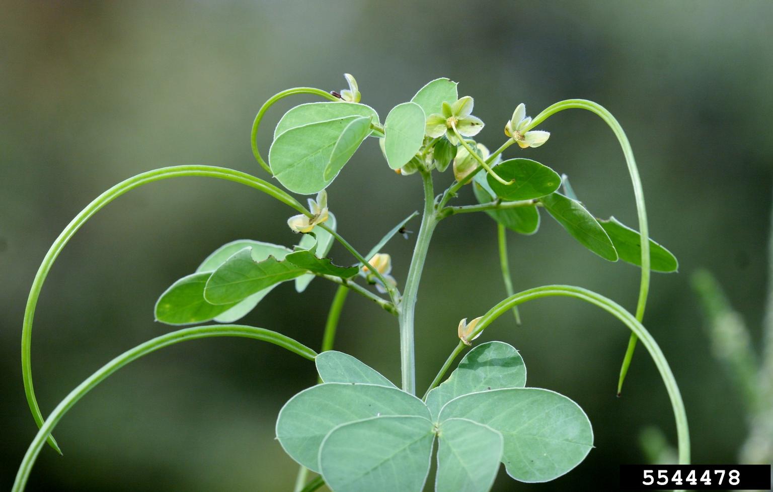 sicklepod (Senna obtusifolia)