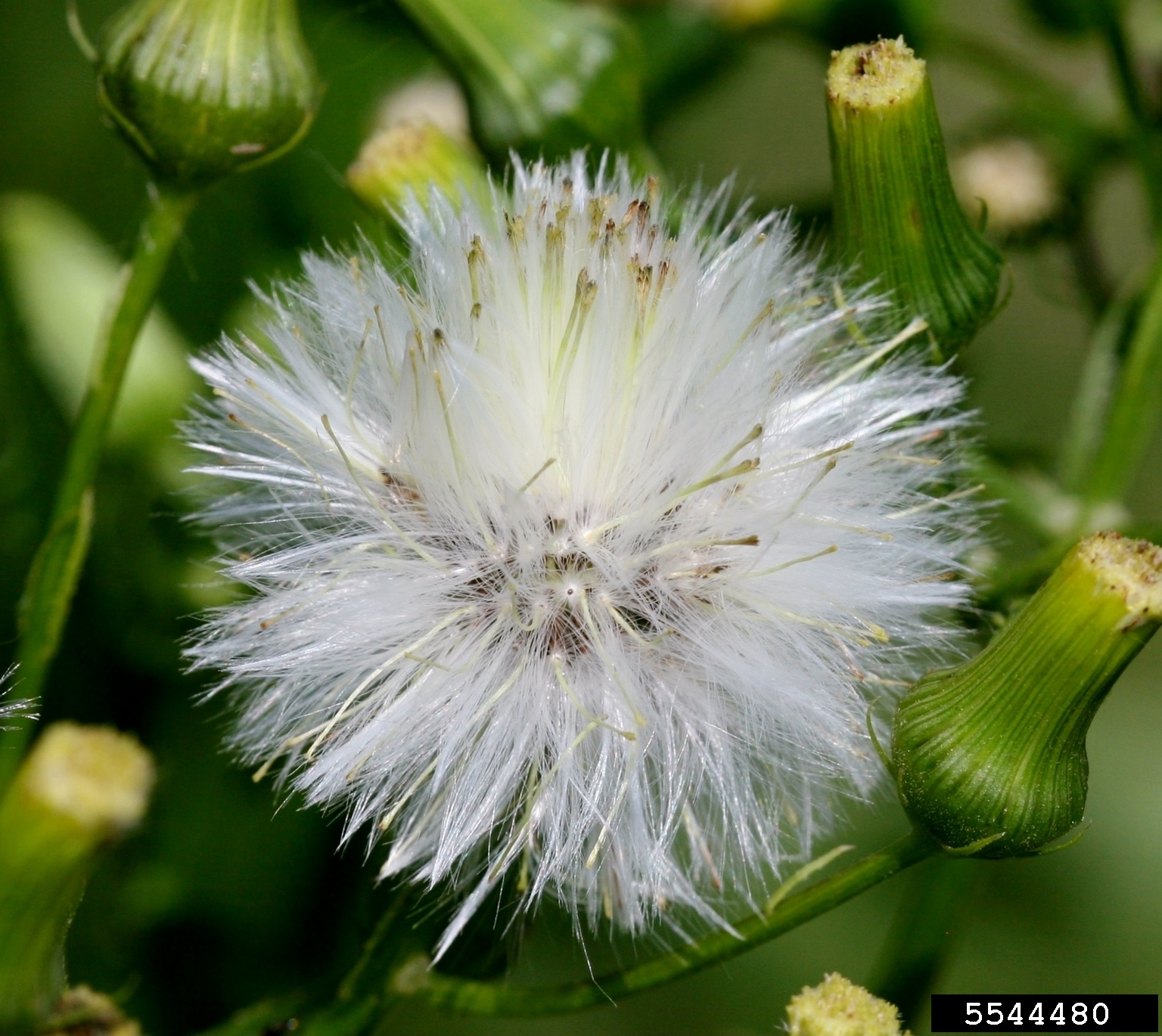 American burnweed (Erechtites hieraciifolius)