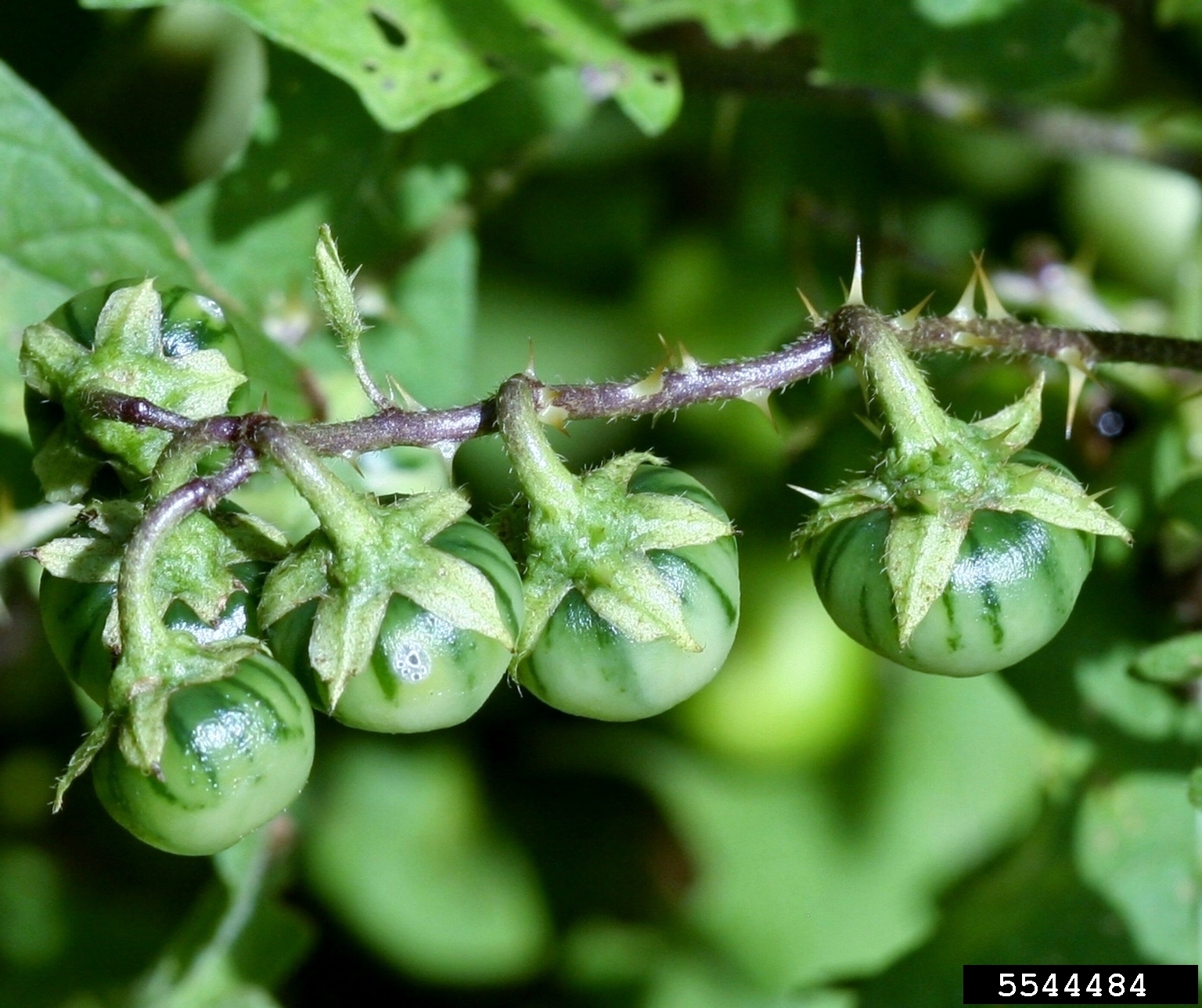 horsenettle, Solanum carolinense (Solanales: Solanaceae) - 5544484