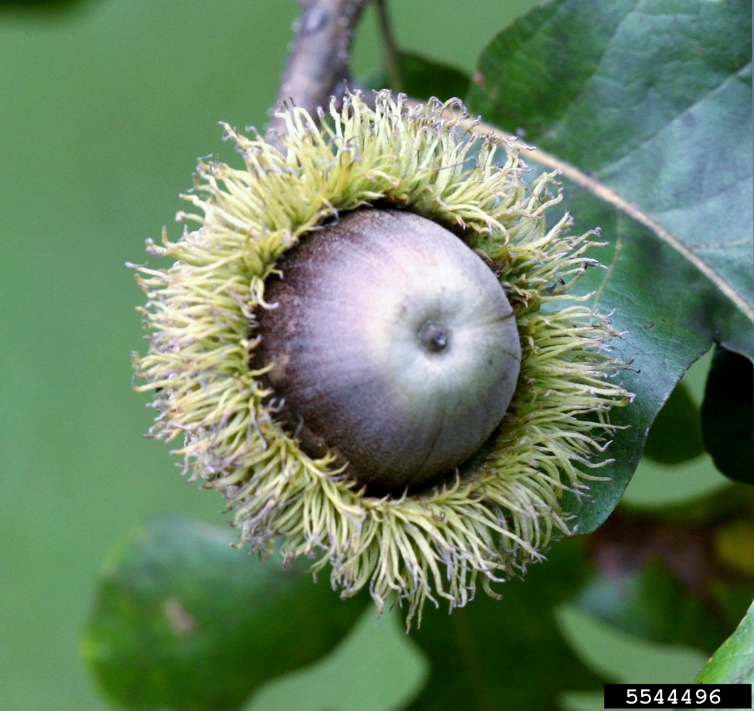bur oak (Quercus macrocarpa Michx.)