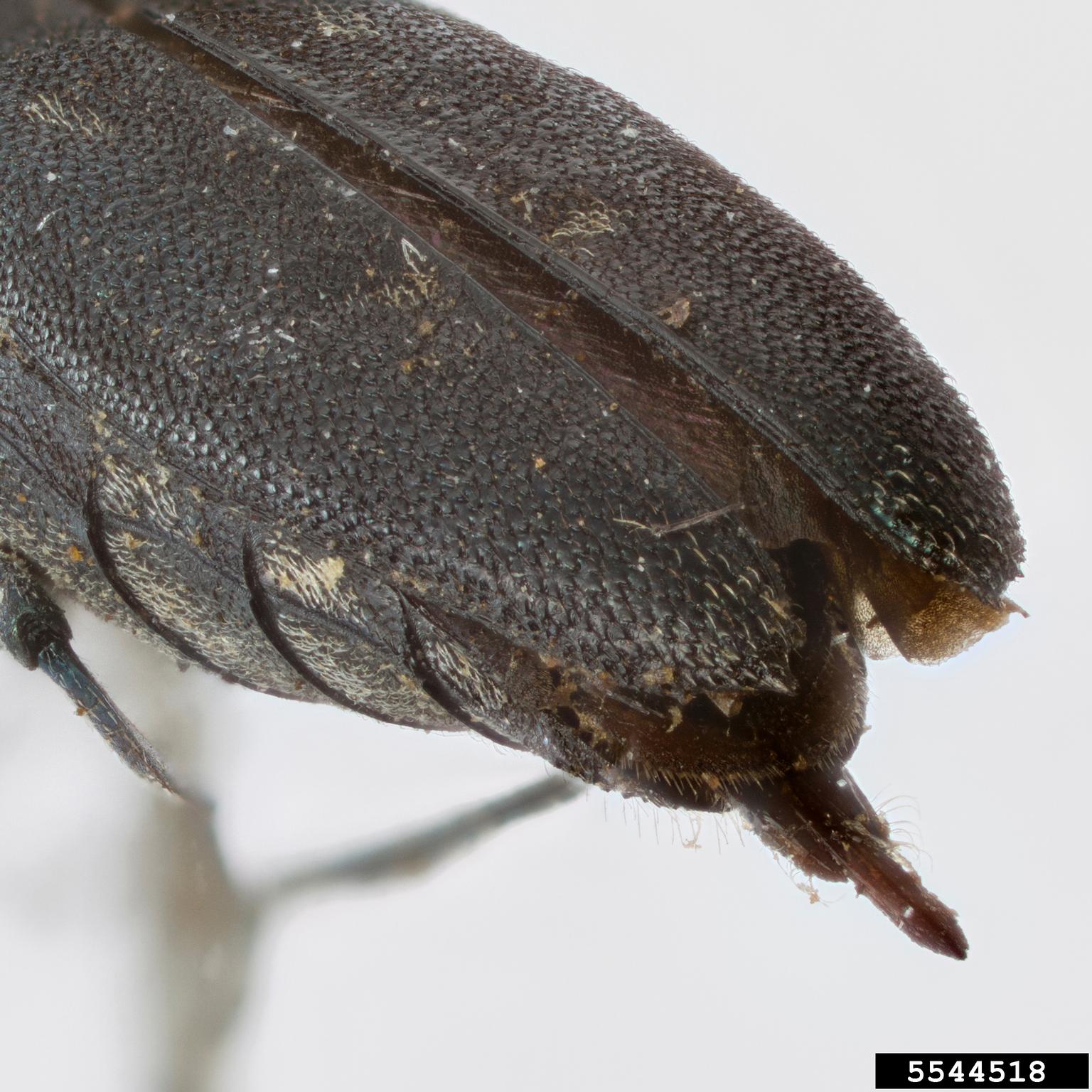 metallic wood-boring beetle (Agrilus ater Linneaus)