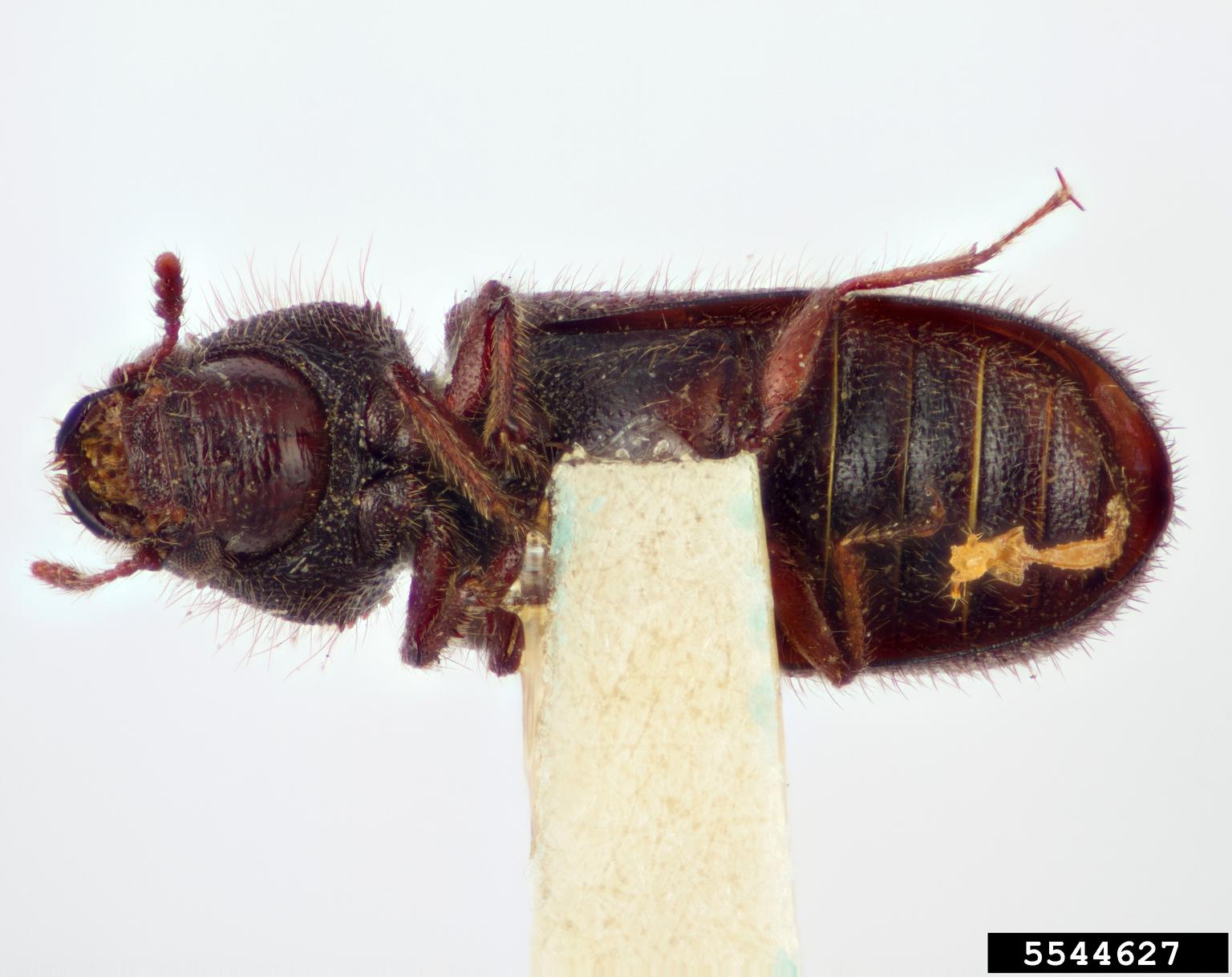 horned powder-post beetle (Stephanopachys sobrinus)