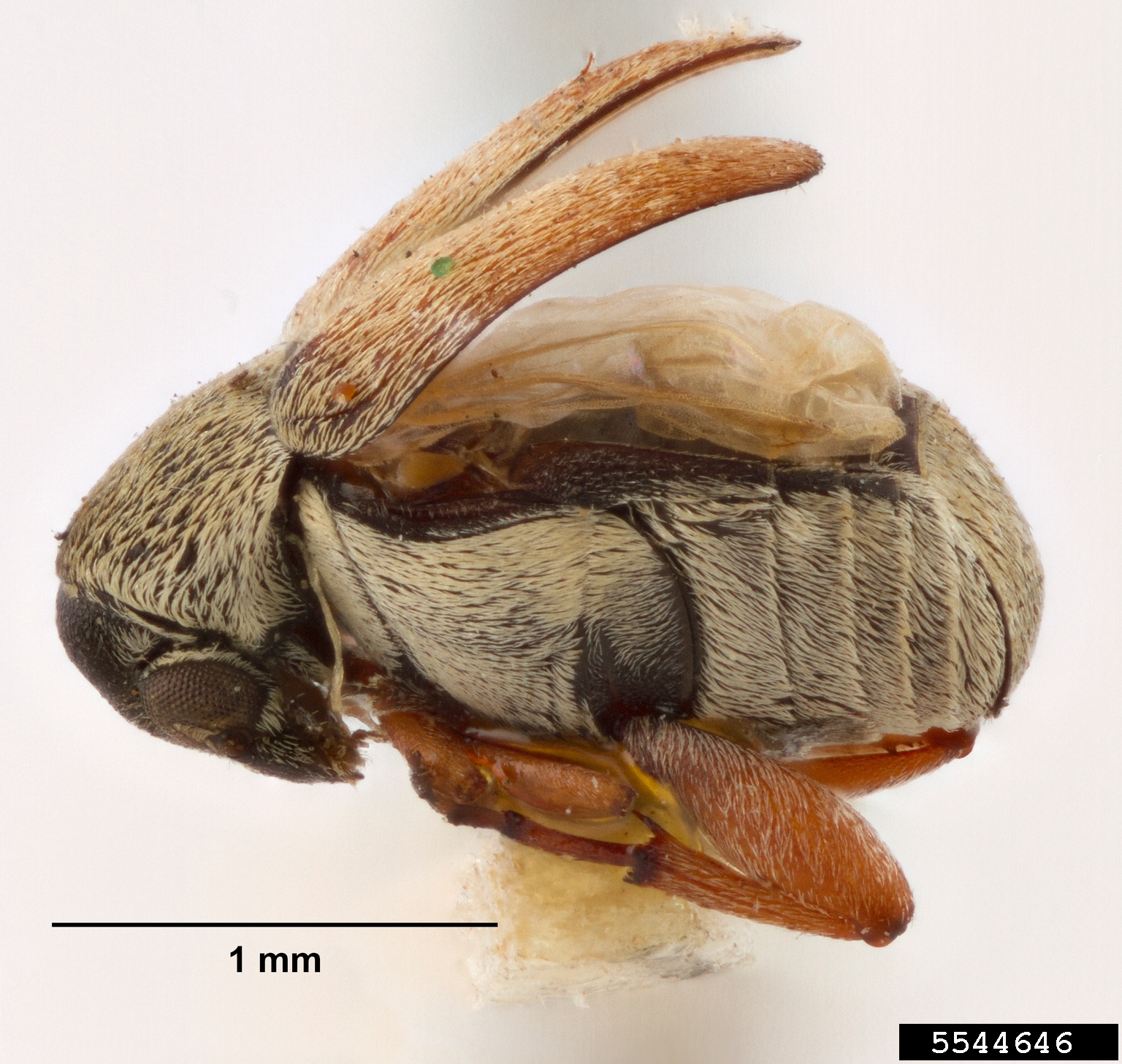 Bean weevil (Acanthoscelides collusus (Motschulsky, 1874))