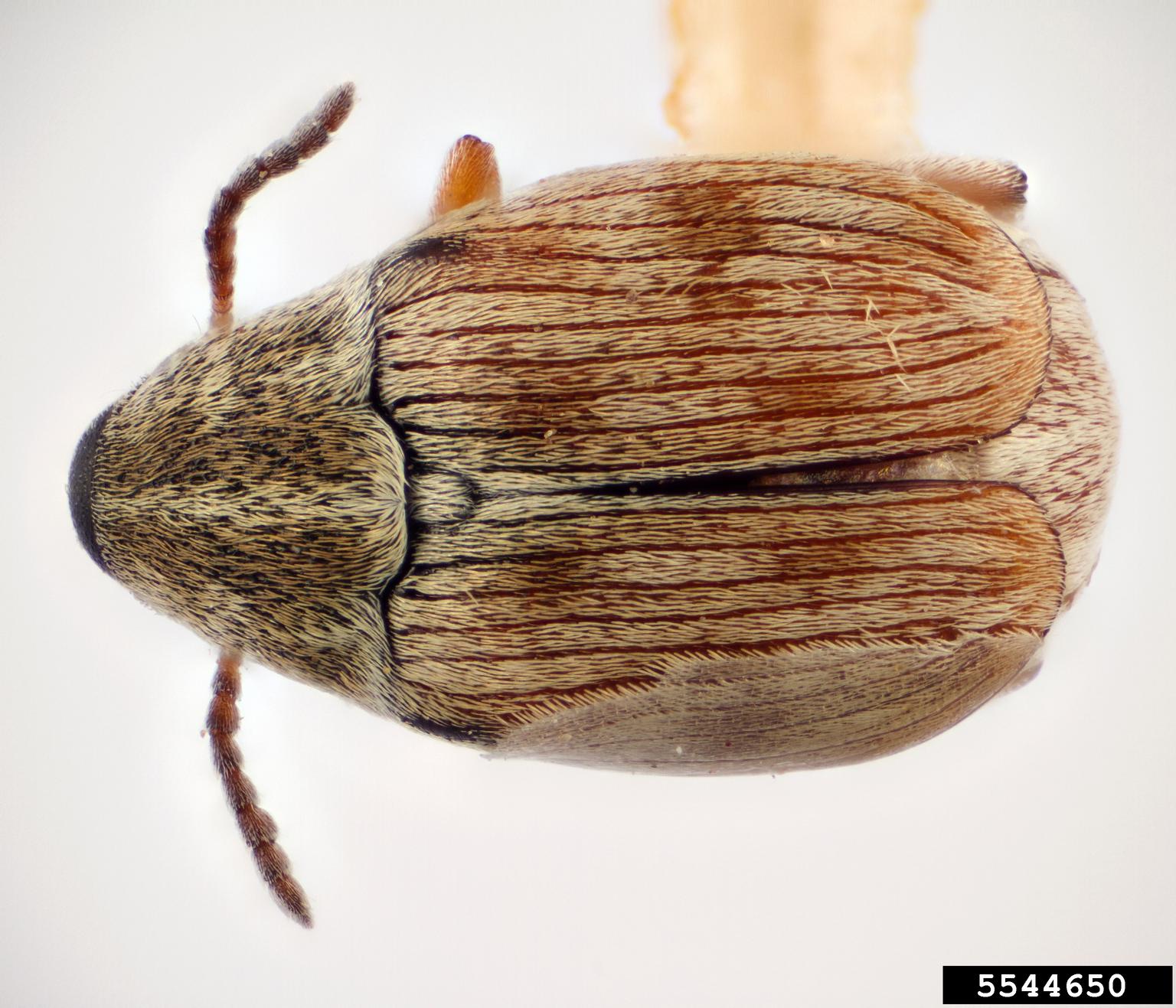 Bean weevil (Acanthoscelides collusus (Motschulsky, 1874))