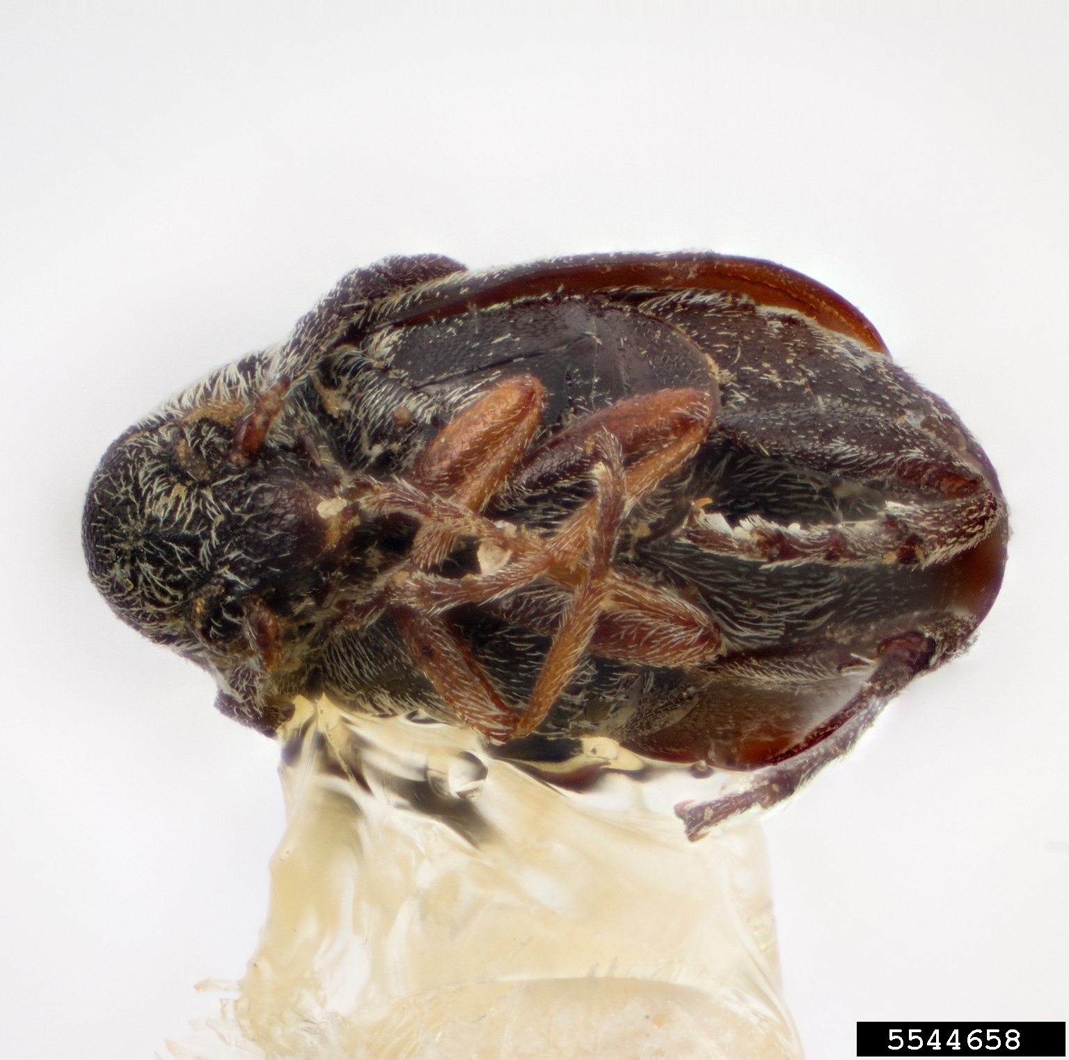 Bean weevil (Acanthoscelides cuernavaca Johnson, 1983)