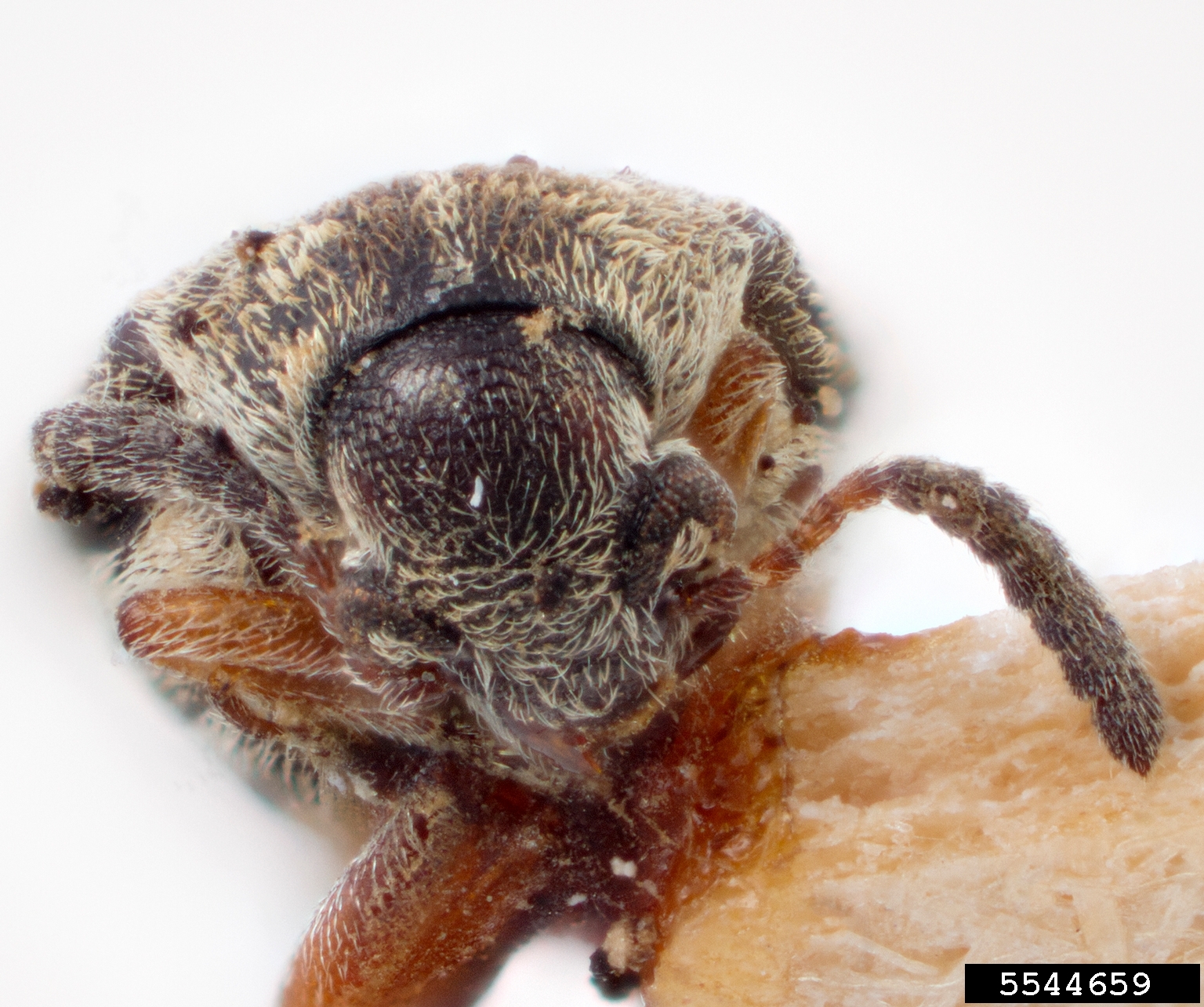Bean weevil (Acanthoscelides cuernavaca)