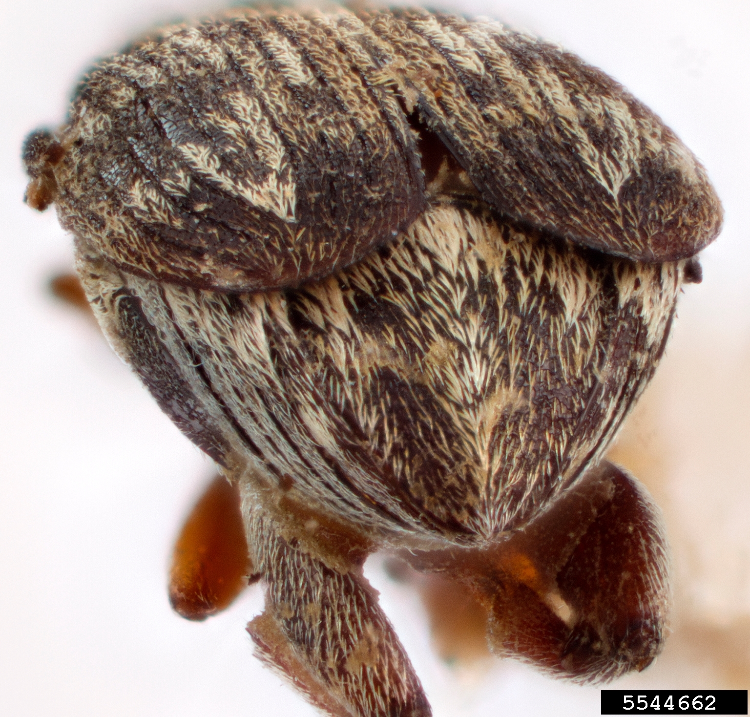 Bean weevil (Acanthoscelides cuernavaca)