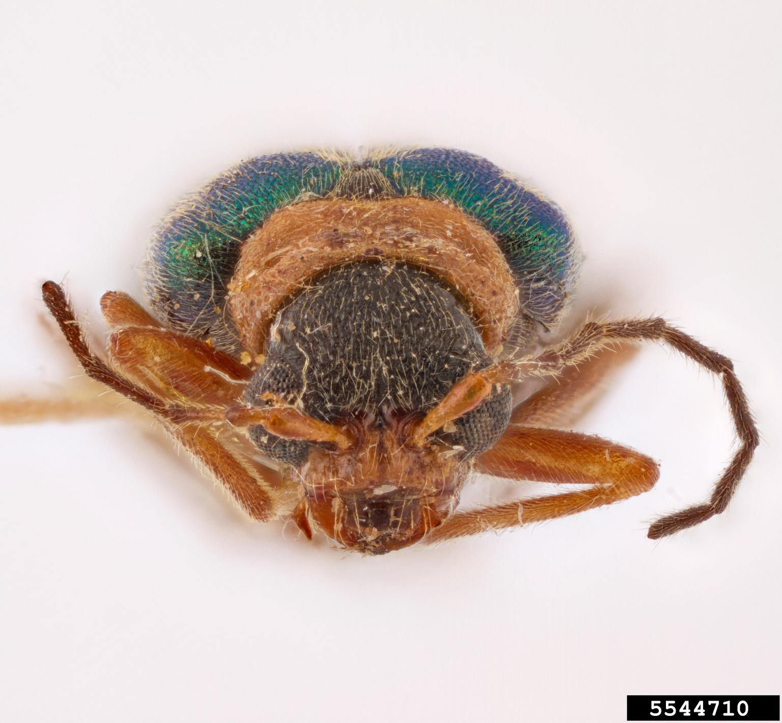 leaf beetle (Apophylia flavovirens (Fairmaire))