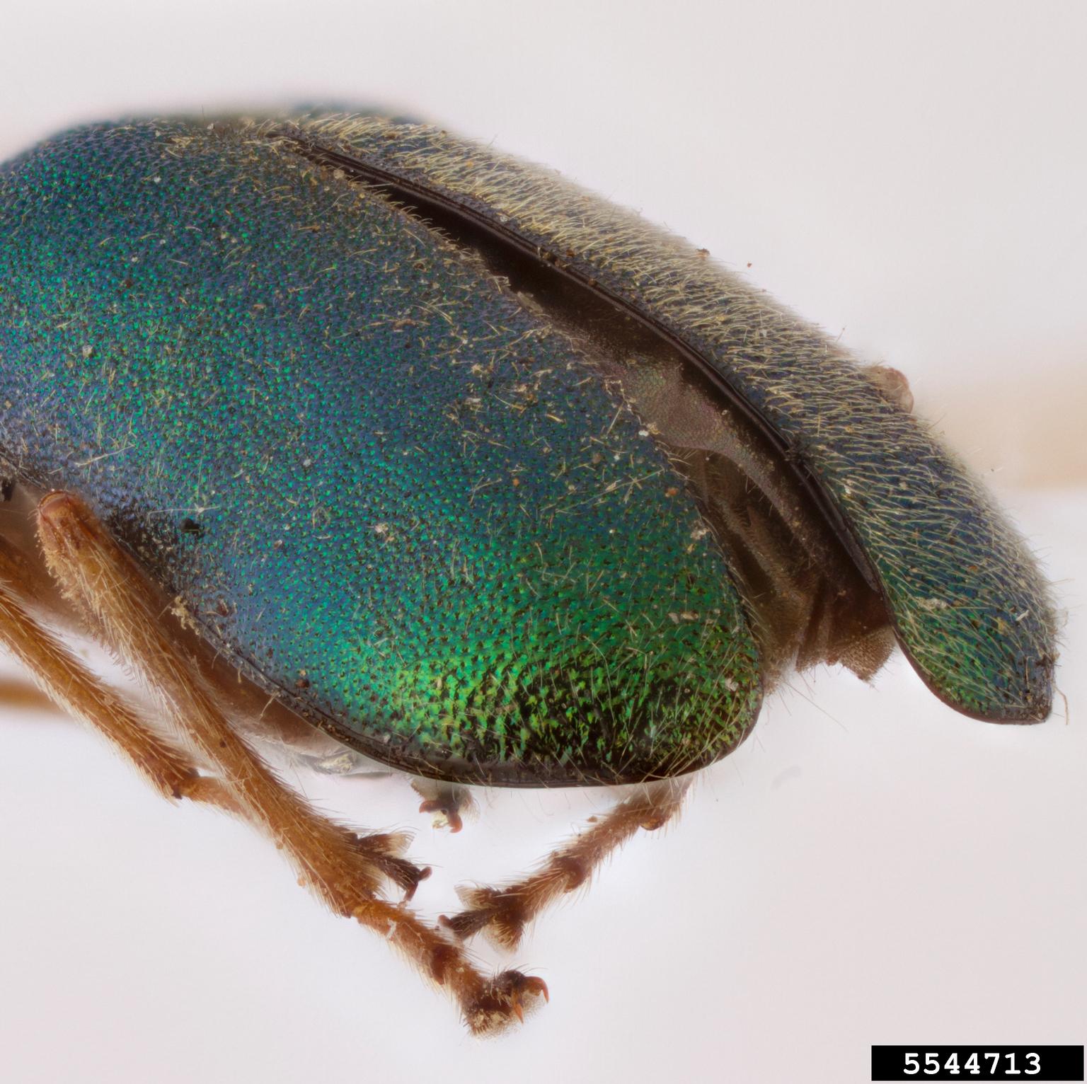 leaf beetle (Apophylia flavovirens)